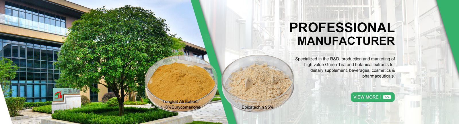 Quality Herbal Plant Extract & Green Tea Extract Powder factory from China